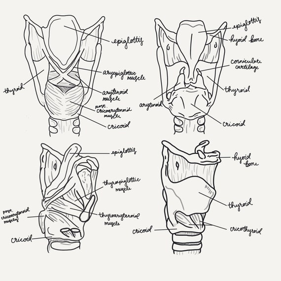 Speech Pathology/SLP/SLPA Larynx Color Sheet | Etsy