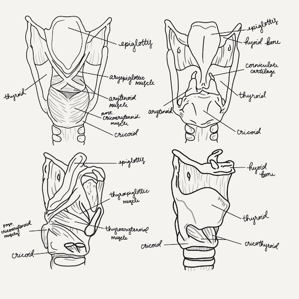 Larynx - Etsy