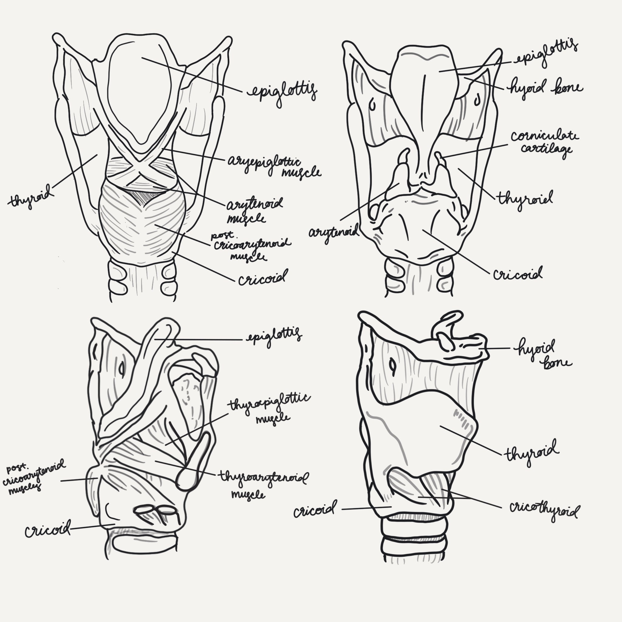 Speech Pathology/slp/slpa Larynx Color Sheet - Etsy