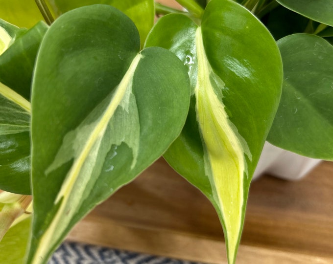 Rare! Philodendron "silver Stripe/cream Splash/rio "4inch or 6 Inch Pot ...