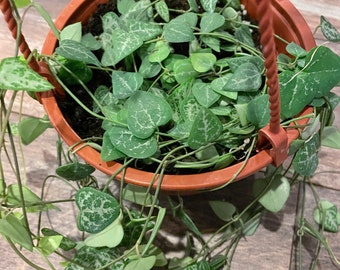 String of Spades | Etsy