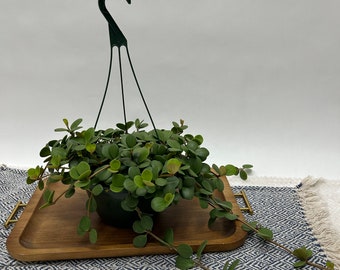Peperomia Hanging Pot - Etsy