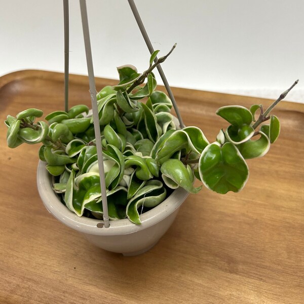 Variegated Hindu Rope Hoya - Etsy