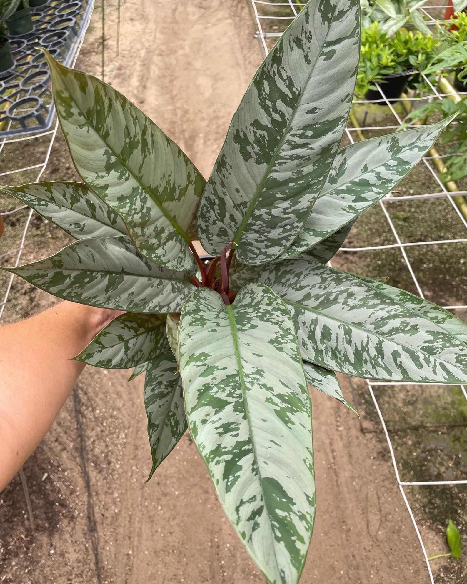 Apoballis Acuminatissima lavallaei /6 Pot/ - Etsy