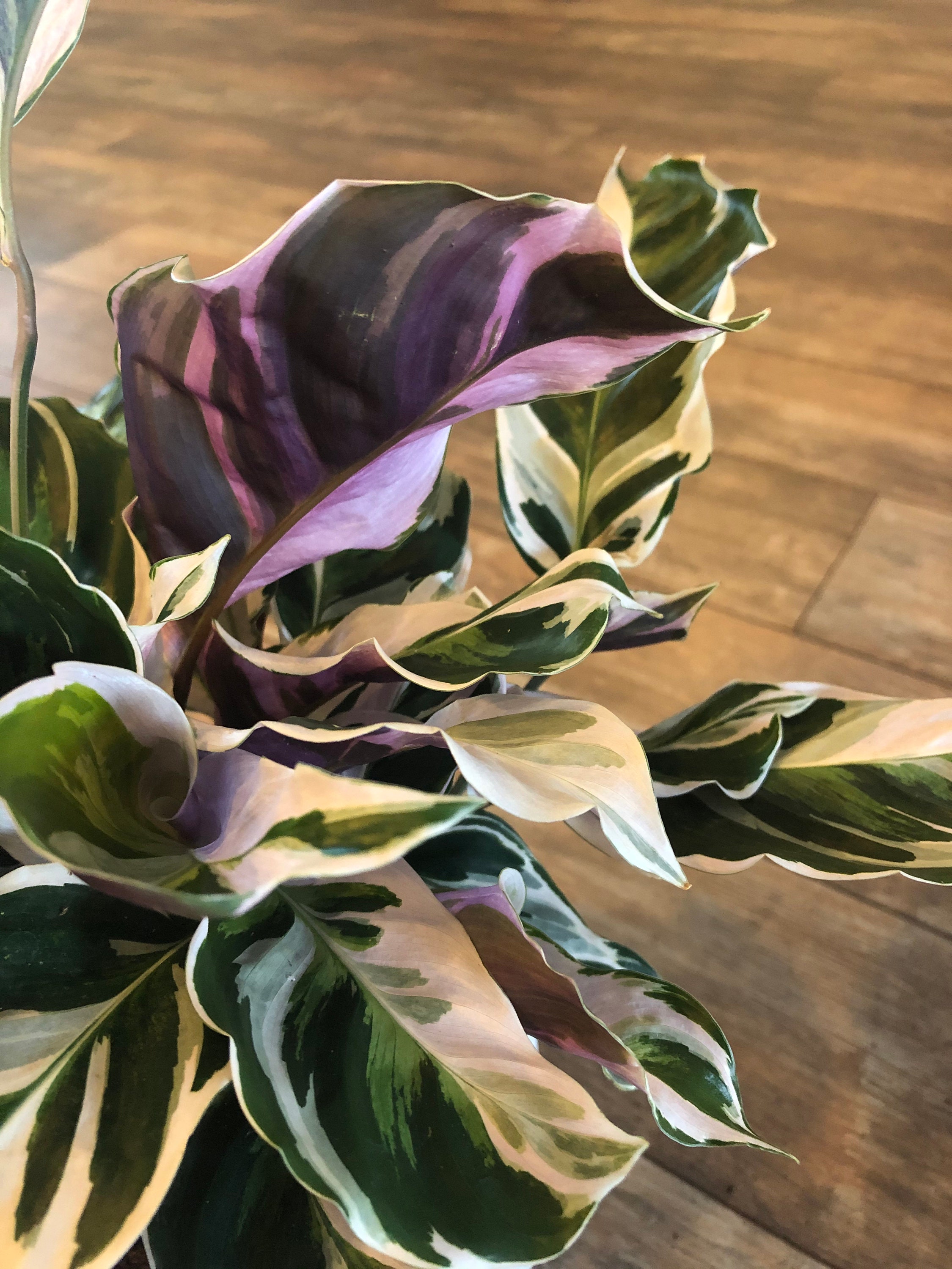 Specialty Variety Calathea White Fusion /4 or 6 - Etsy