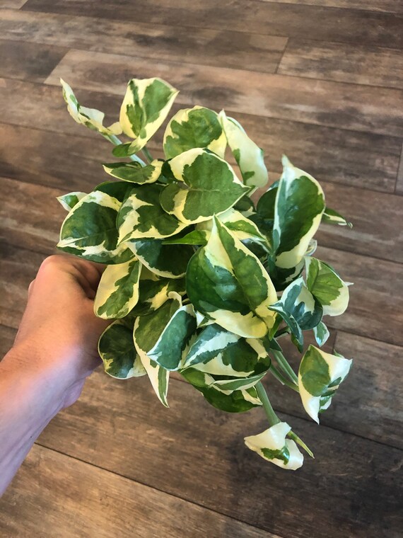 Gardening & Plants Pothos \u201cPearls & Jade 3 pot sizes FREE SHIPPING ...