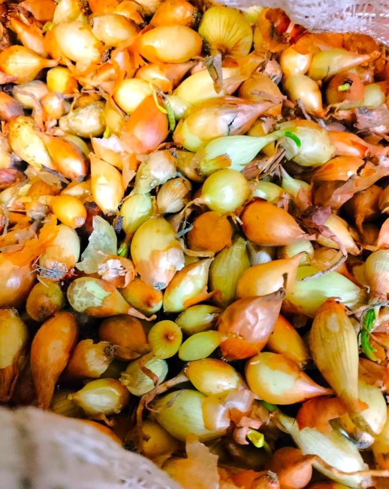 Super Sweet Candy Onion Sets for Planting - Starter Bulbs for Growing ...