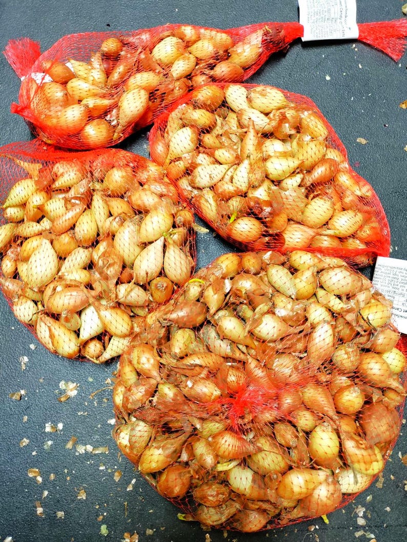 Super Sweet Candy Onion Sets for Planting - Starter Bulbs for Growing ...