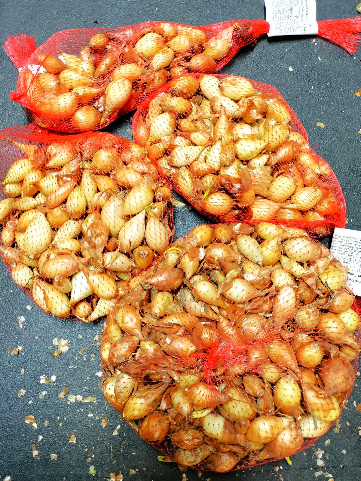 Super Sweet Candy Onion Sets for Planting - Starter Bulbs for Growing ...