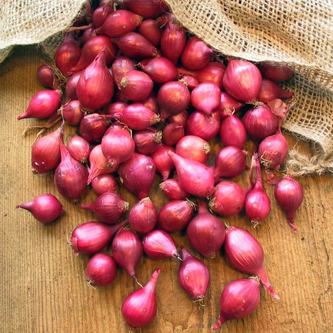 Red Karmen Onion Sets for Planting - Starter Bulbs for Growing, Home or ...