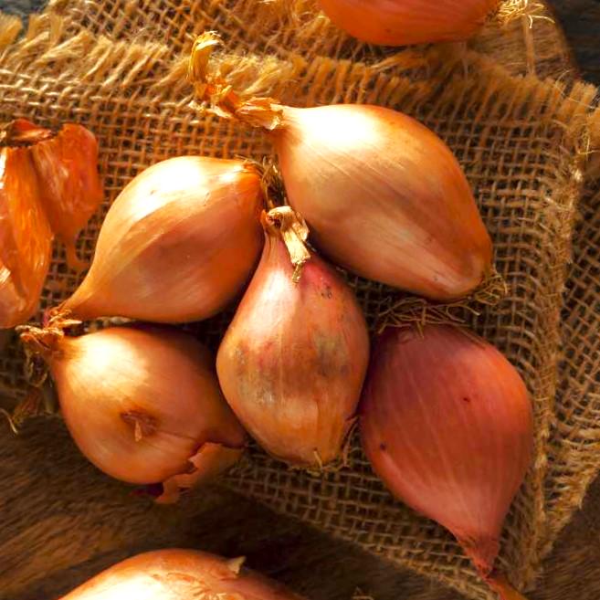 Nero Shallot Sets for Planting - Starter Bulbs for Growing Gardening ...
