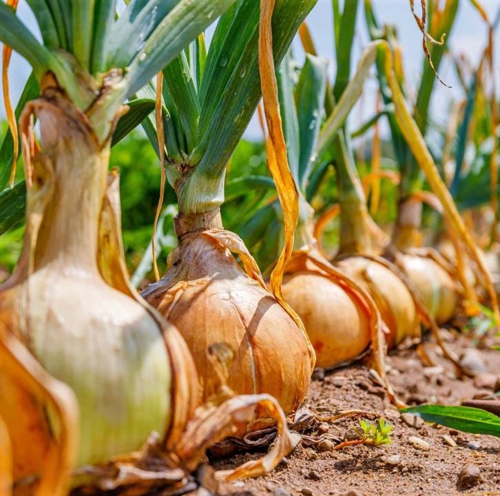 Super Sweet Candy Onion Sets for Planting - Starter Bulbs for Growing ...