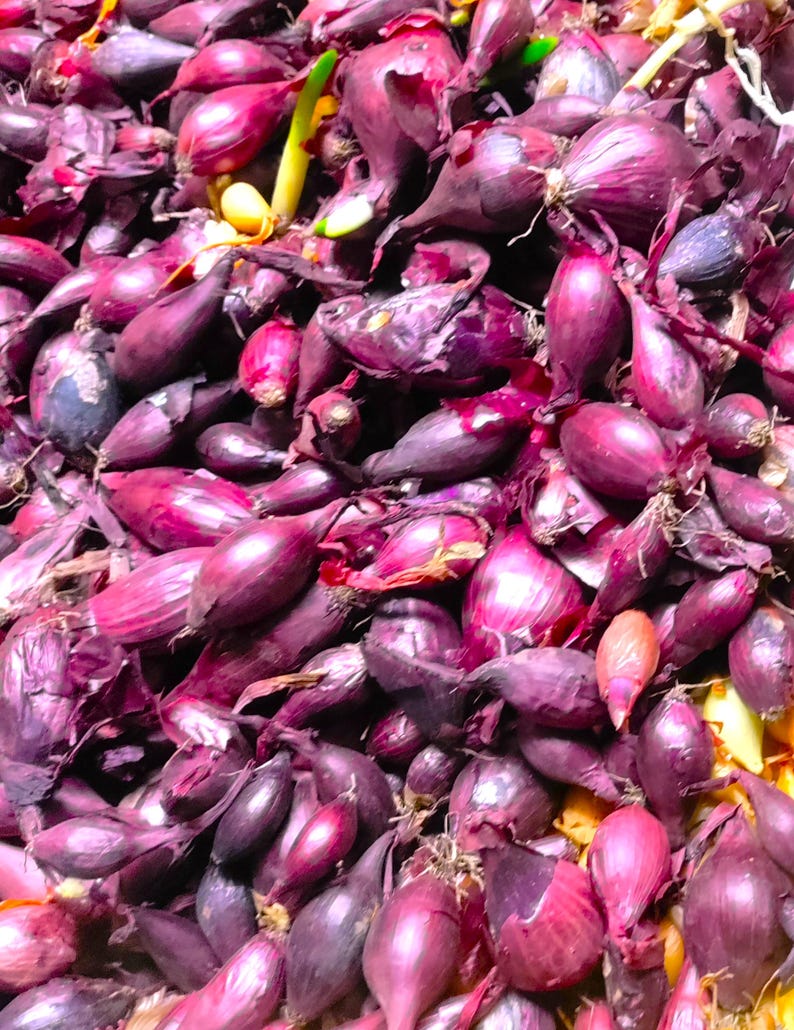 Red Karmen Onion Sets for Planting - Starter Bulbs for Growing, Home or ...