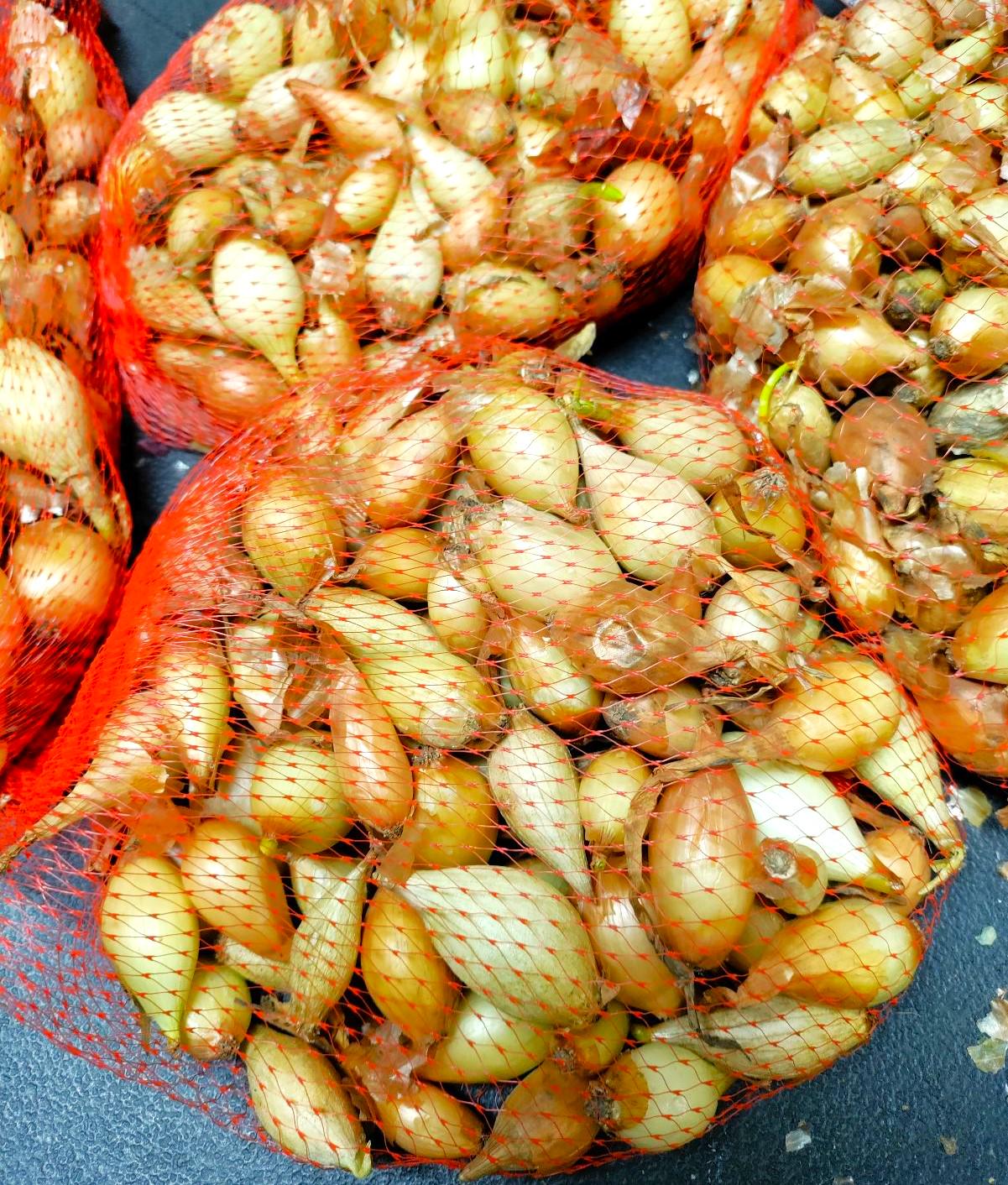 Super Sweet Candy Onion Sets for Planting - Starter Bulbs for Growing ...