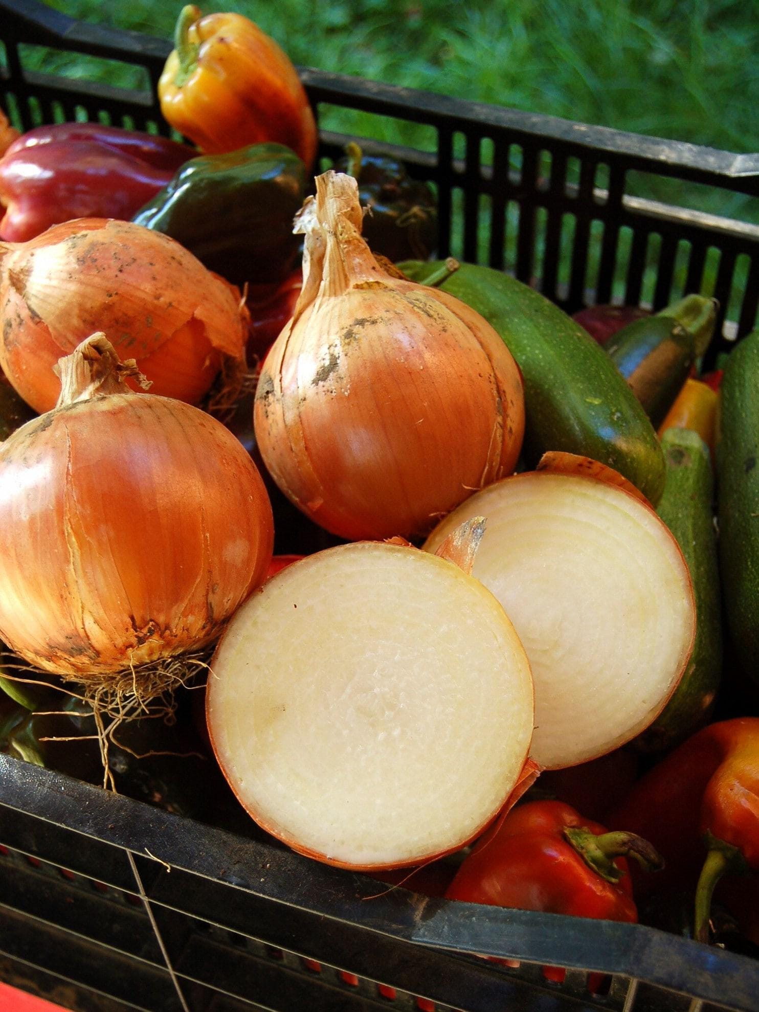 Super Sweet Candy Onion Sets for Planting - Starter Bulbs for Growing ...