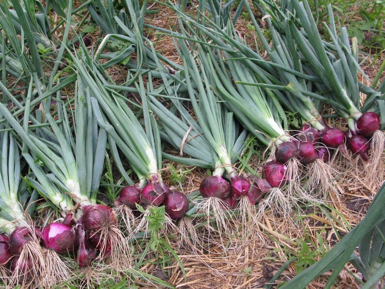 Red Karmen Onion Sets for Planting - Starter Bulbs for Growing, Home or ...