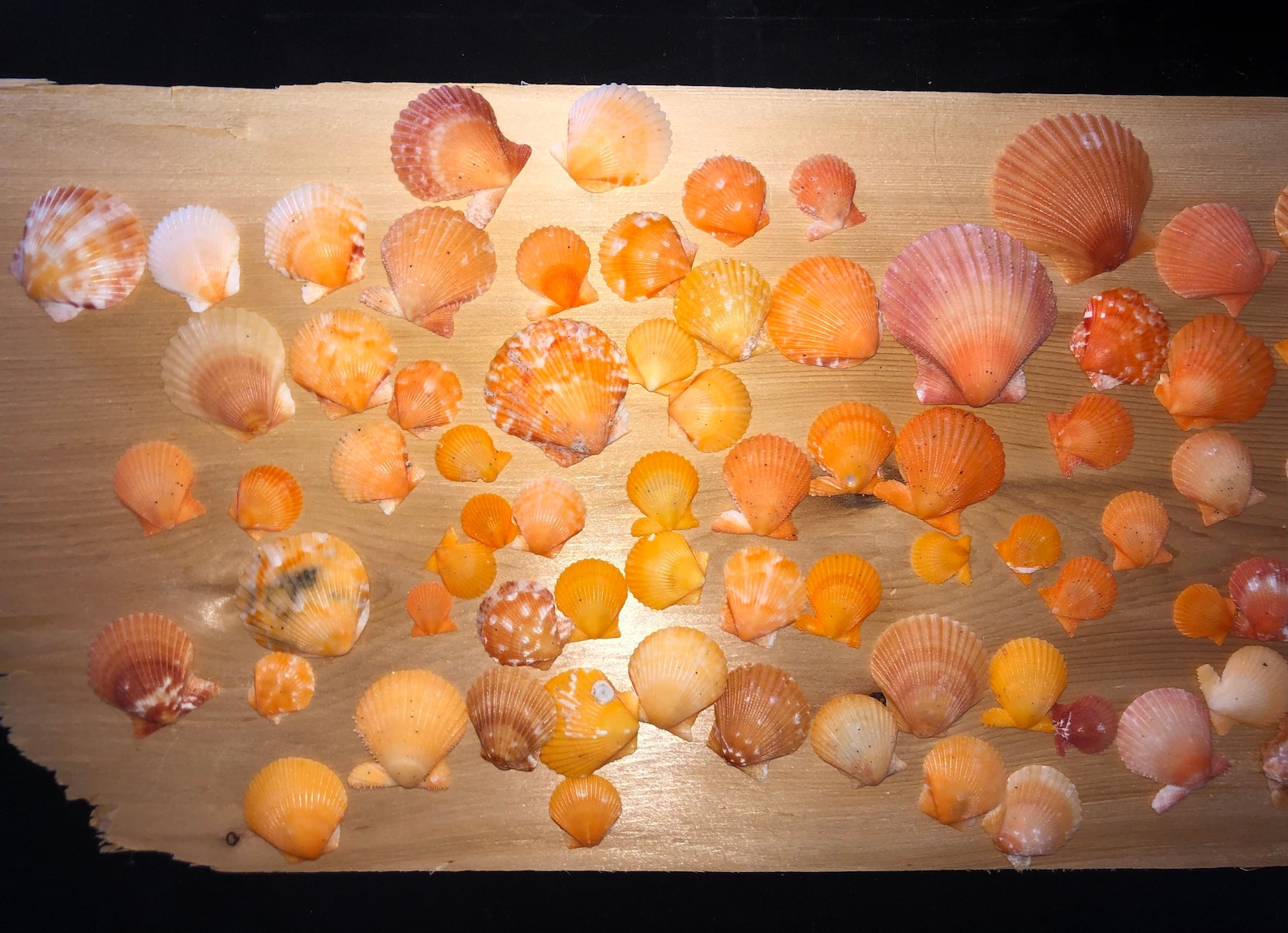 40pc Orange Calico Scallop Seashells - Etsy