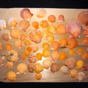 40pc Orange Calico Scallop Seashells - Etsy