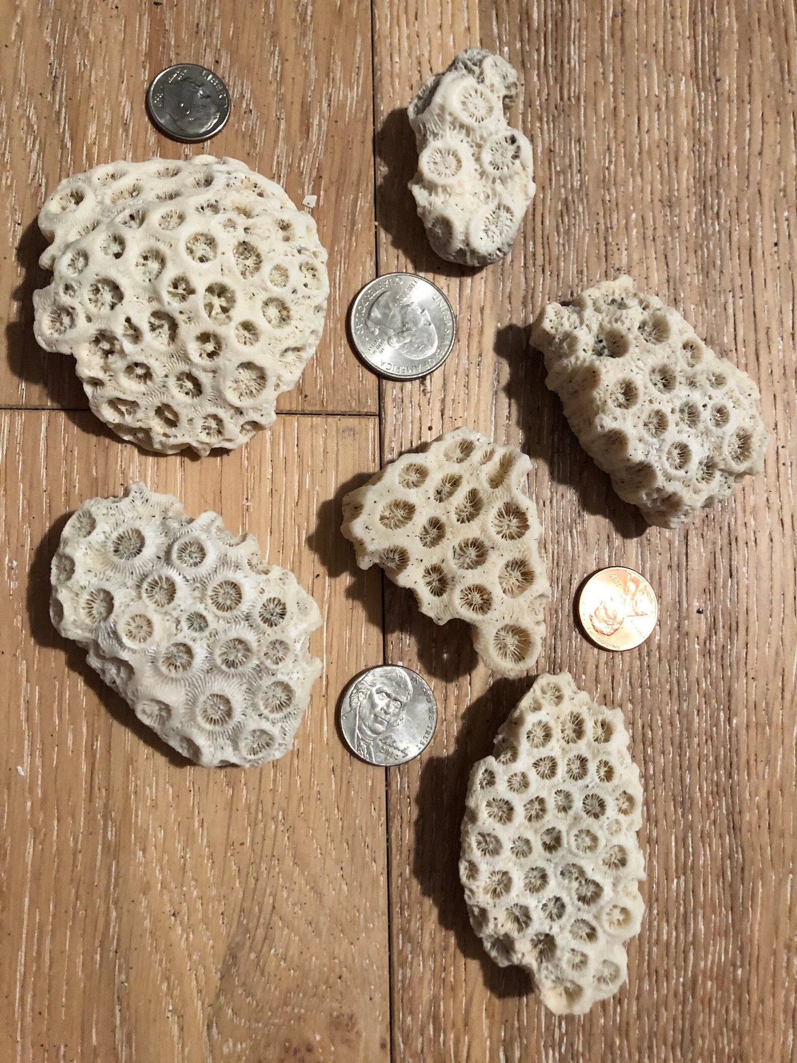 Honey Comb Coral Pieces 5ct | Etsy