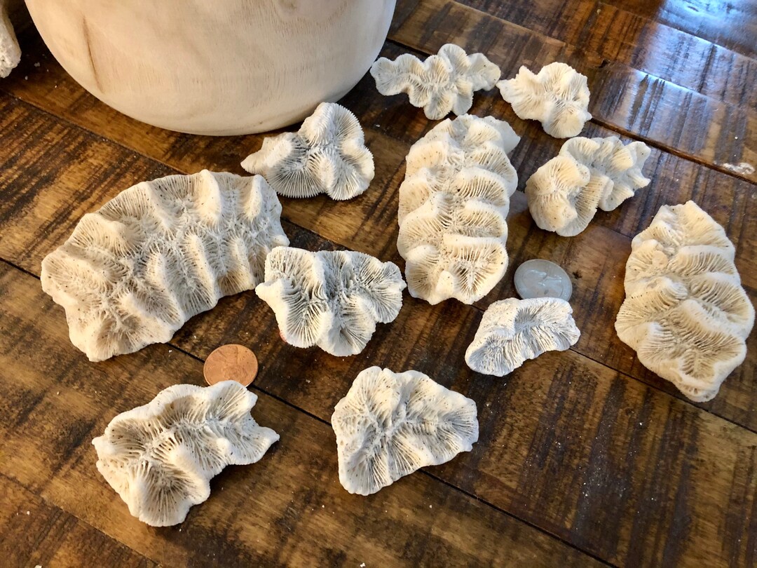 Natural Rose Coral Lot of 8 - Etsy