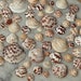 Bittersweet Clam Seashells 25pc - Etsy