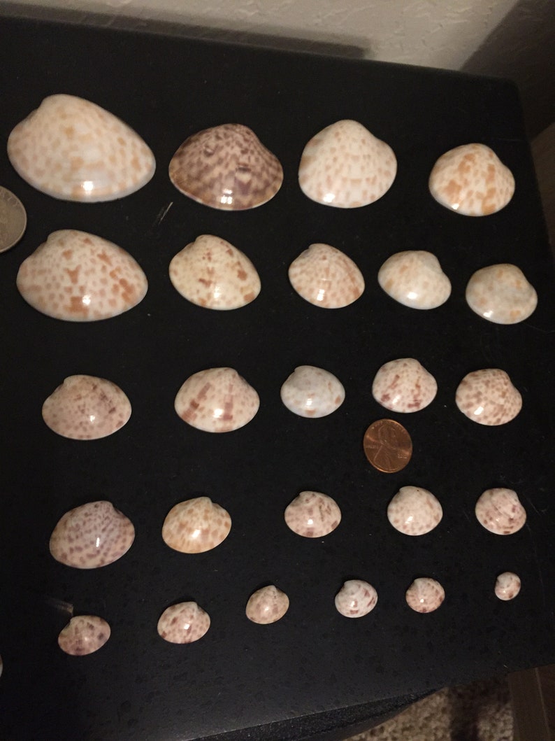 50pc Calico Clam Seashells - Etsy