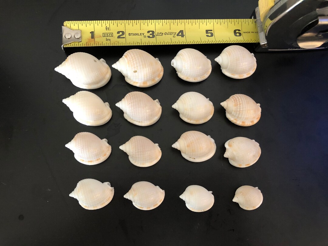 10pc Channeled White Bonnet Seashells - Etsy