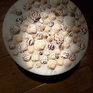 Bittersweet Clam Seashells 25pc - Etsy