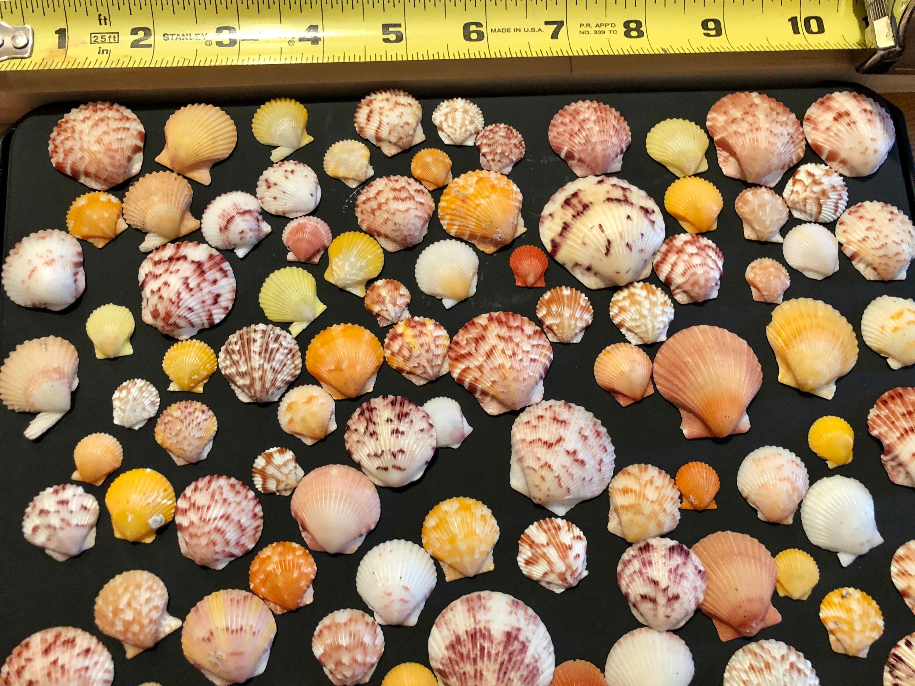 100 Bright Calico Scallop Shells - Etsy