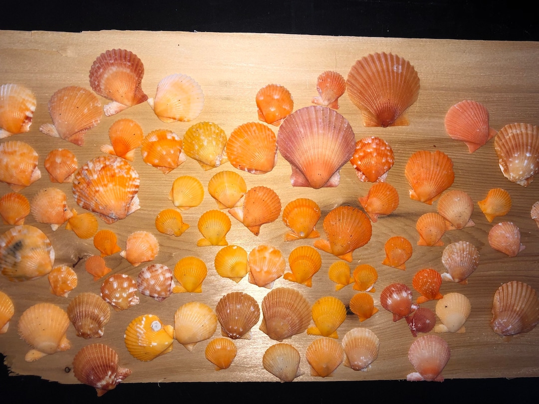 40pc Orange Calico Scallop Seashells - Etsy