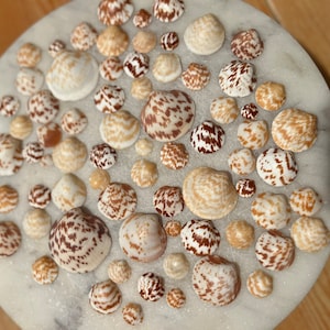 Bittersweet Clam Seashells 25pc - Etsy