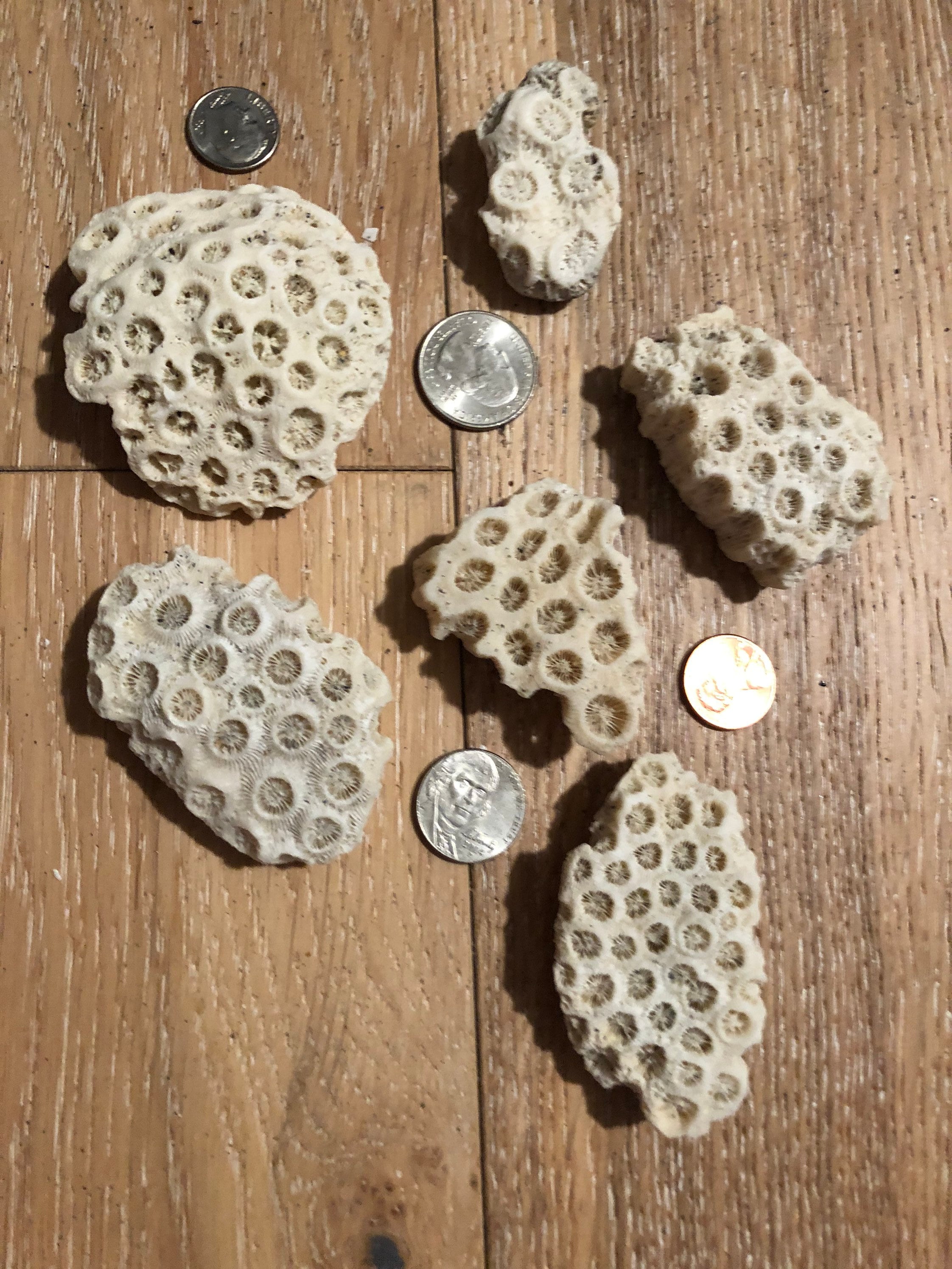 Honey Comb Coral Pieces 5ct | Etsy