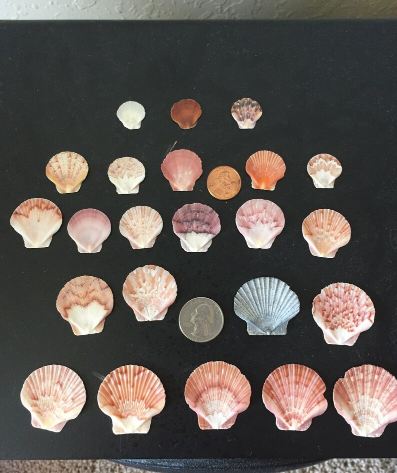 10ct Zig Zag Flat Scallop Seashells - Etsy