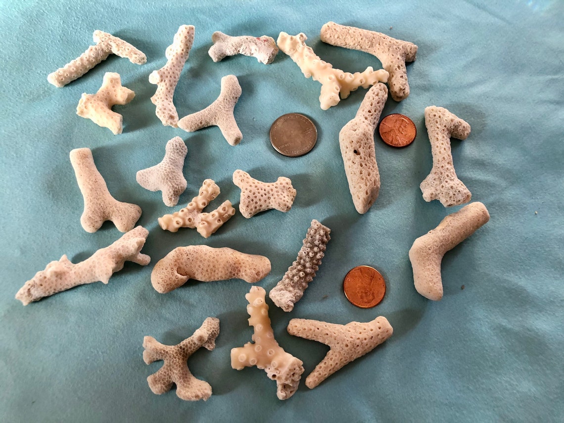 Large Coral Pieces 20ct - Etsy