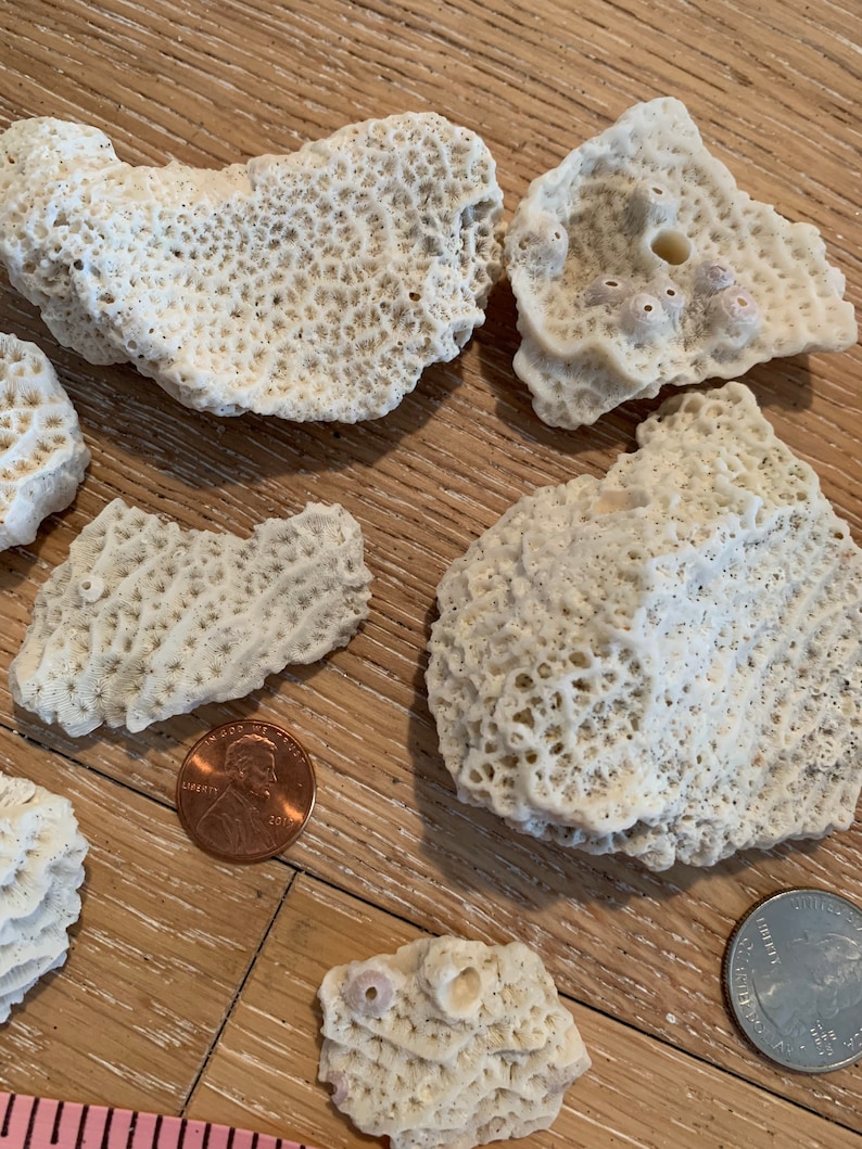 10ct Flat Natural Florida Coral - Etsy