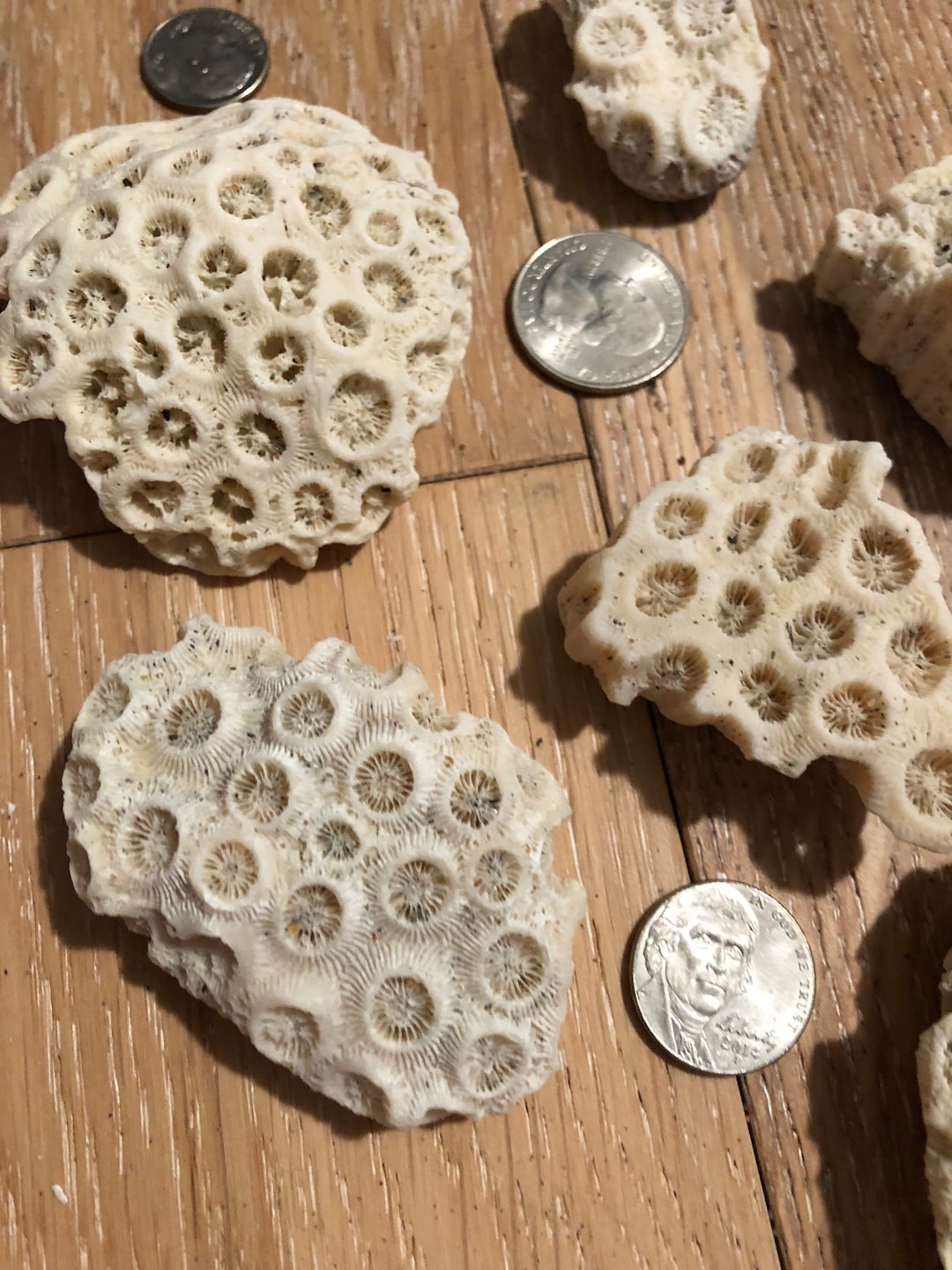 Honey Comb Coral Pieces 5ct - Etsy