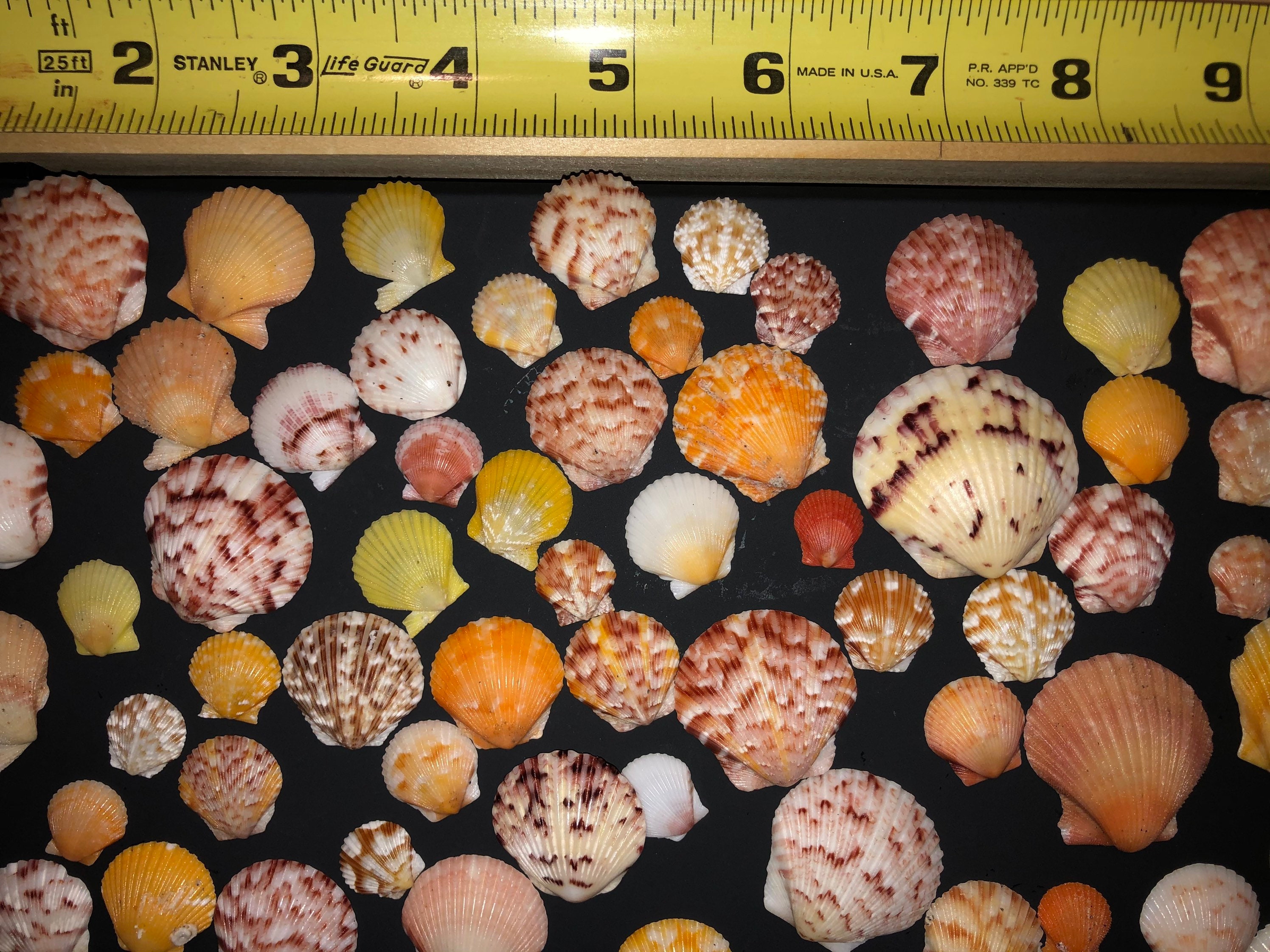 100 Bright Calico Scallop Shells - Etsy UK