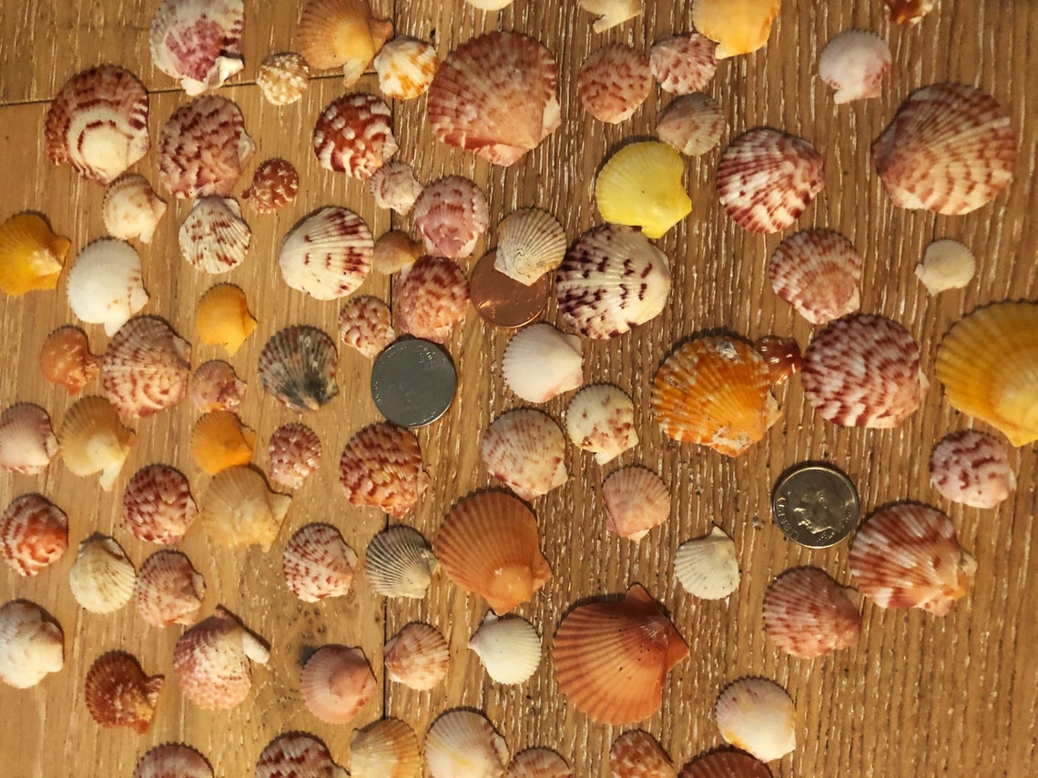 50 Calico Scallop Seashells - Etsy