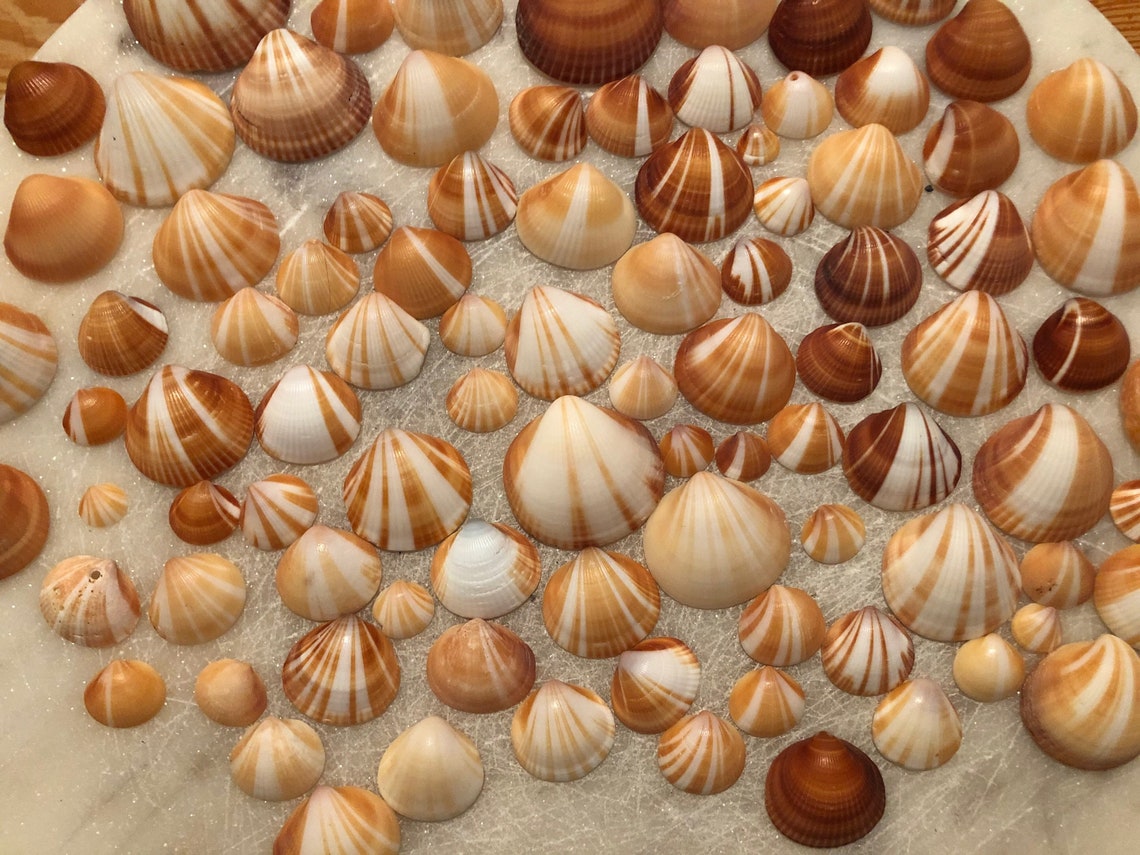 Sunburst Spectral Bittersweet Clam Seashells 20 per Order - Etsy