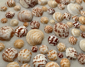 Bittersweet Clam - Etsy