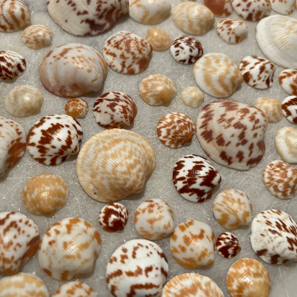 Clam Seashells - Etsy