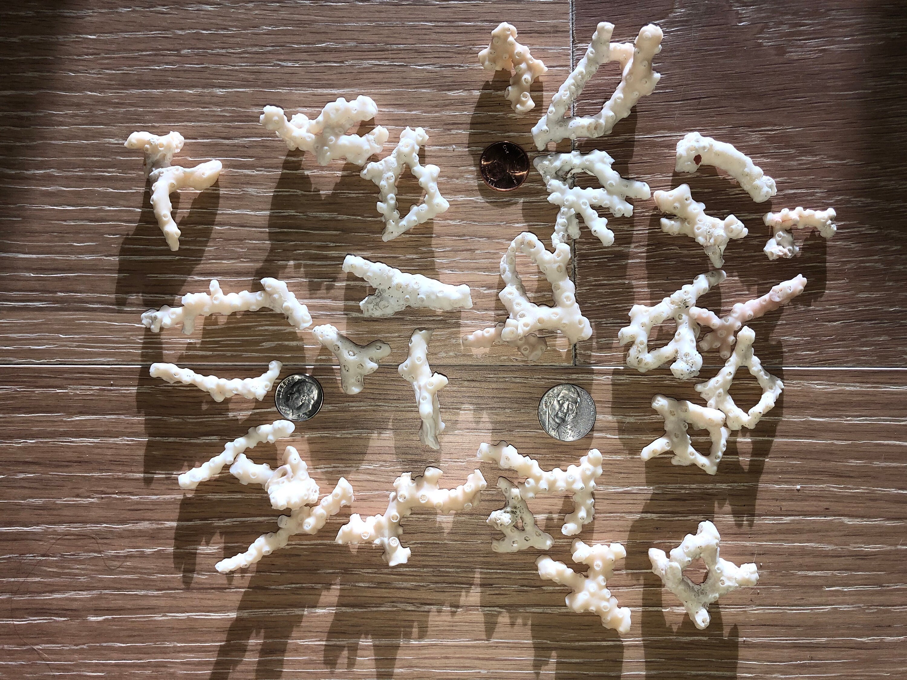 40 Pc *natural Coral Pieces-south Florida Assortment in Size Ranging ...