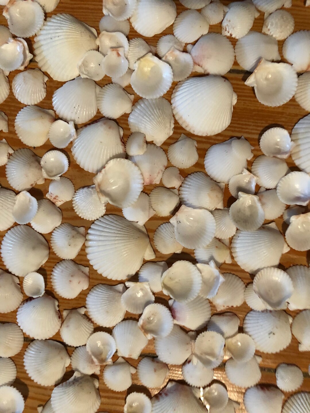 50ct All White Calico Seashells - Etsy