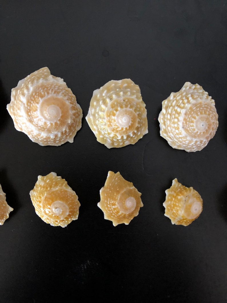 10 Pc Long Spinned Star Seashells | Etsy