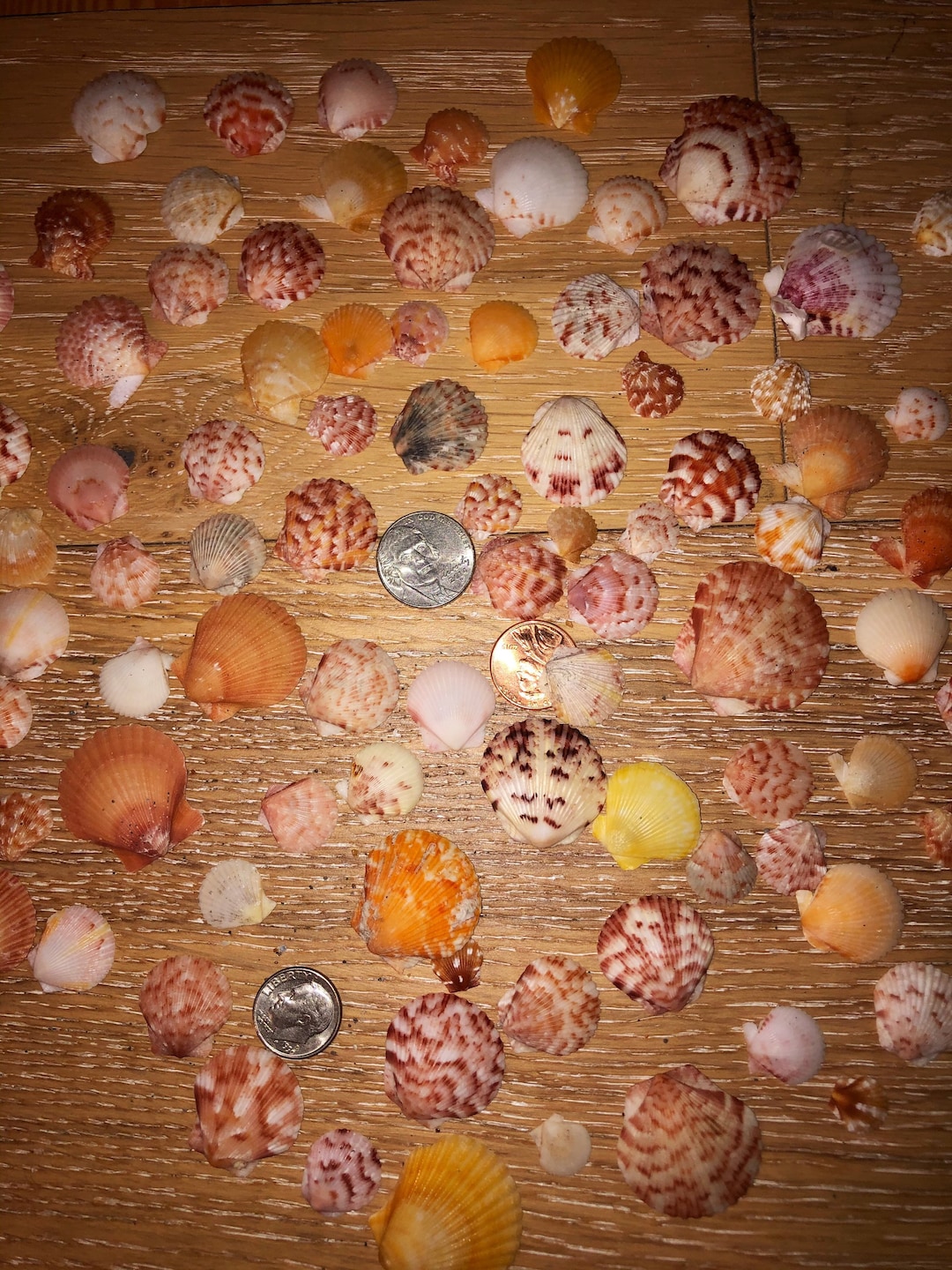 50 Calico Scallop Seashells - Etsy