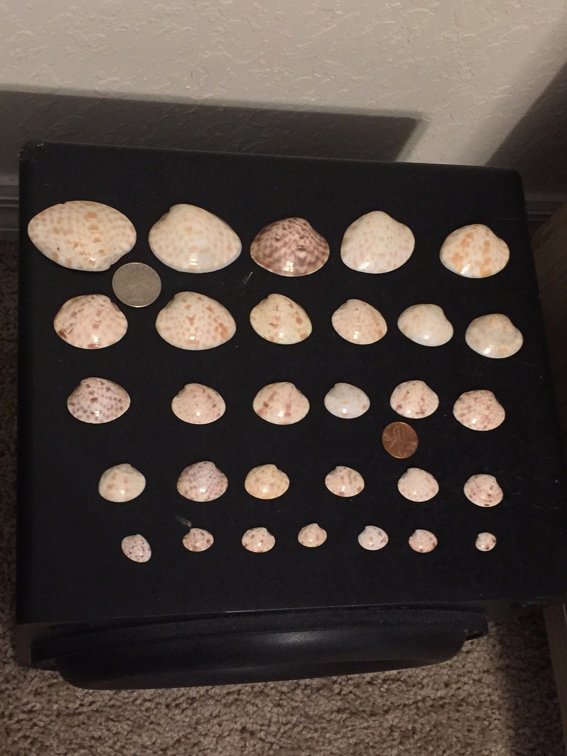 50pc Calico Clam Seashells | Etsy