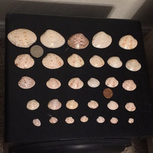 50pc Calico Clam Seashells - Etsy