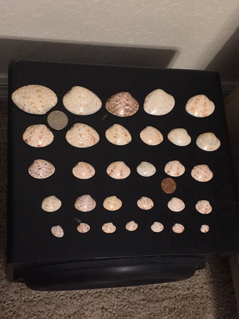 50pc Calico Clam Seashells - Etsy
