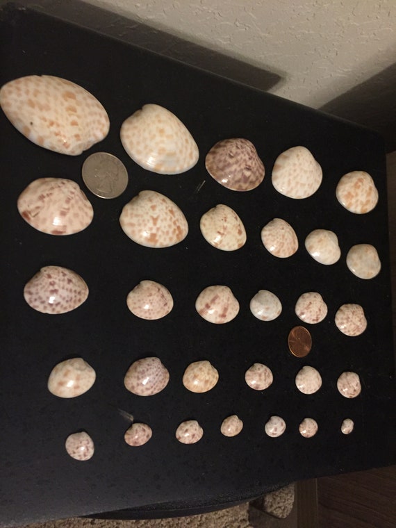50pc Calico Clam Seashells | Etsy
