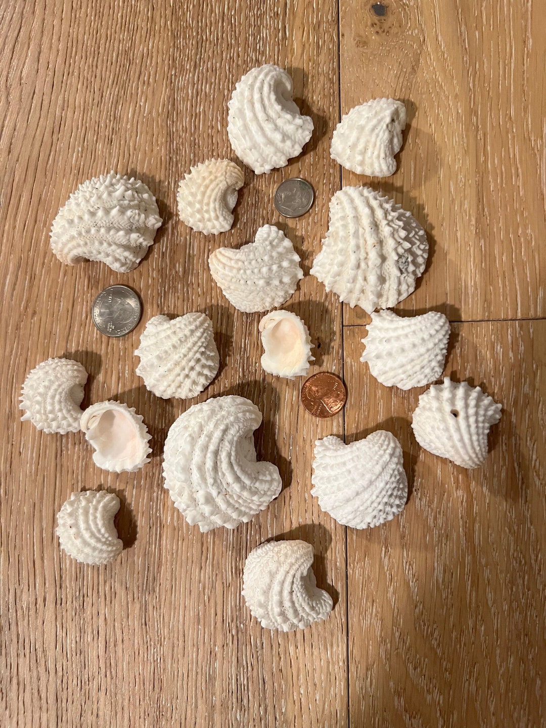 Jewel Box Seashells 20pc - Etsy